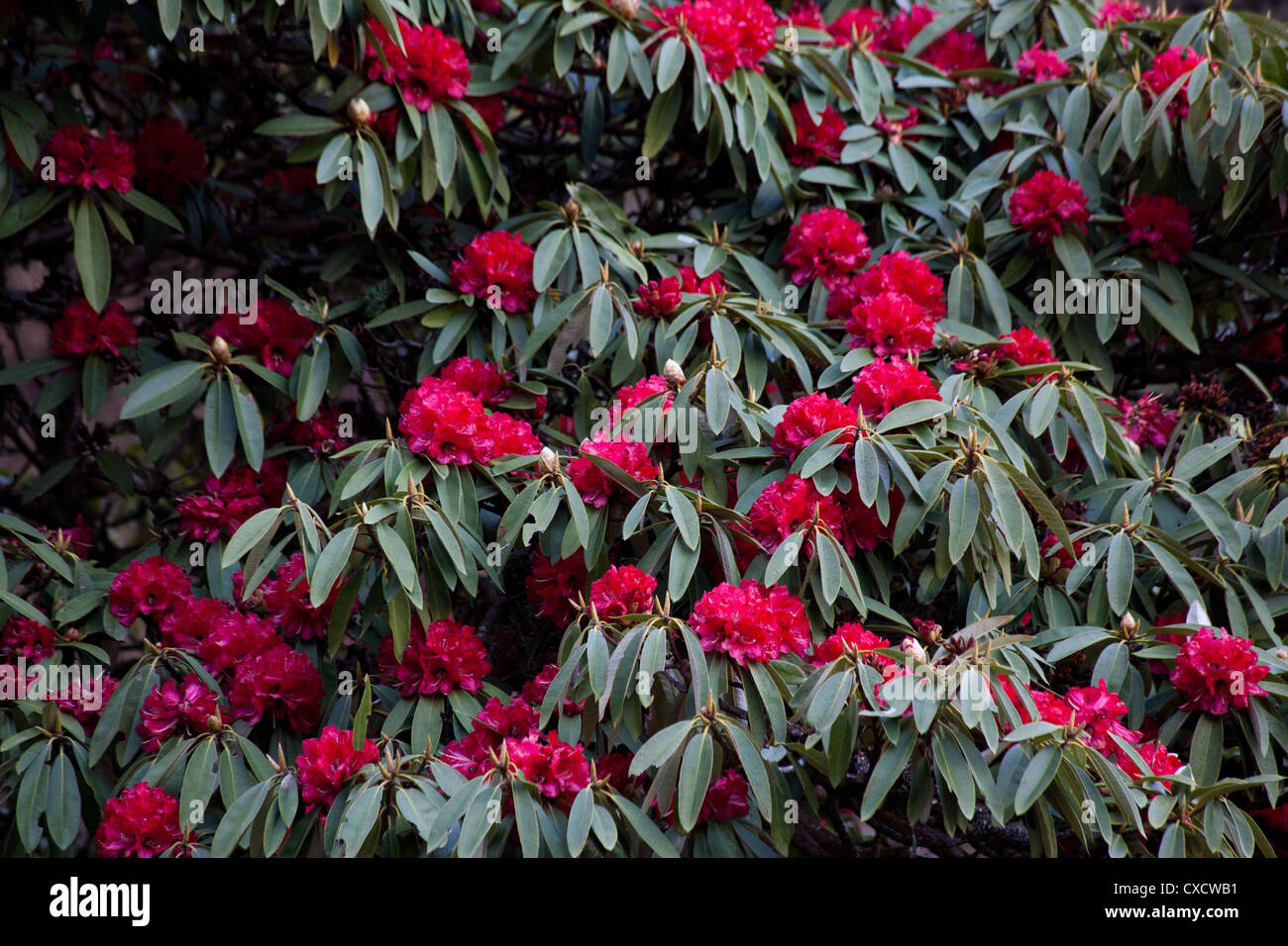 Rhododendron arboreum hi-res stock photography and images - Alamy
