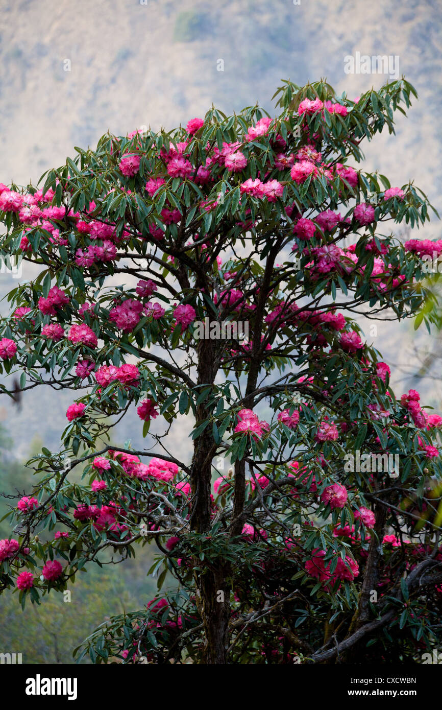 Pink Rhododendrons, Rhododendron arboreum, Nepal Stock Photo - Alamy