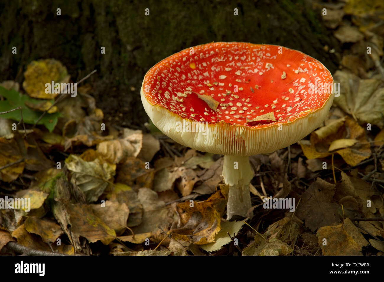 one big red fly agaric mushroom Stock Photo - Alamy