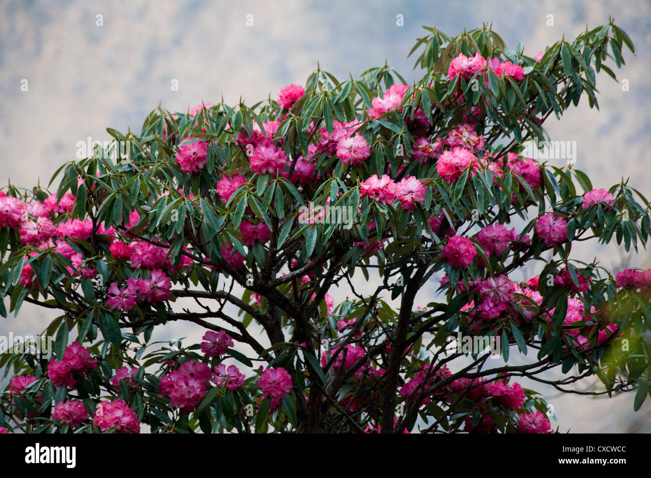 Pink Rhododendrons, Rhododendron arboreum, Nepal Stock Photo - Alamy