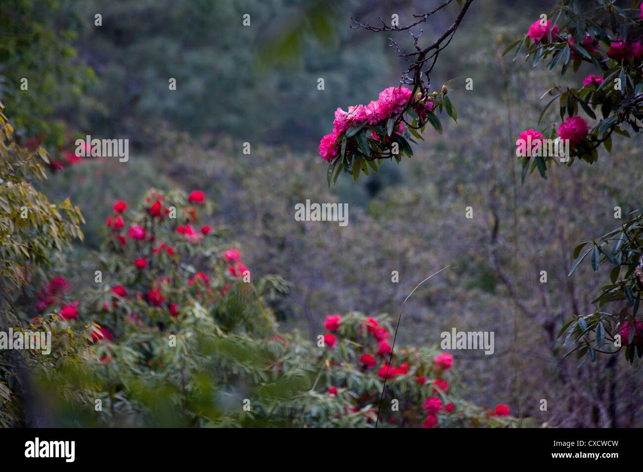 Himalaya himalayan tree blossoms flowers hi-res stock photography and ...