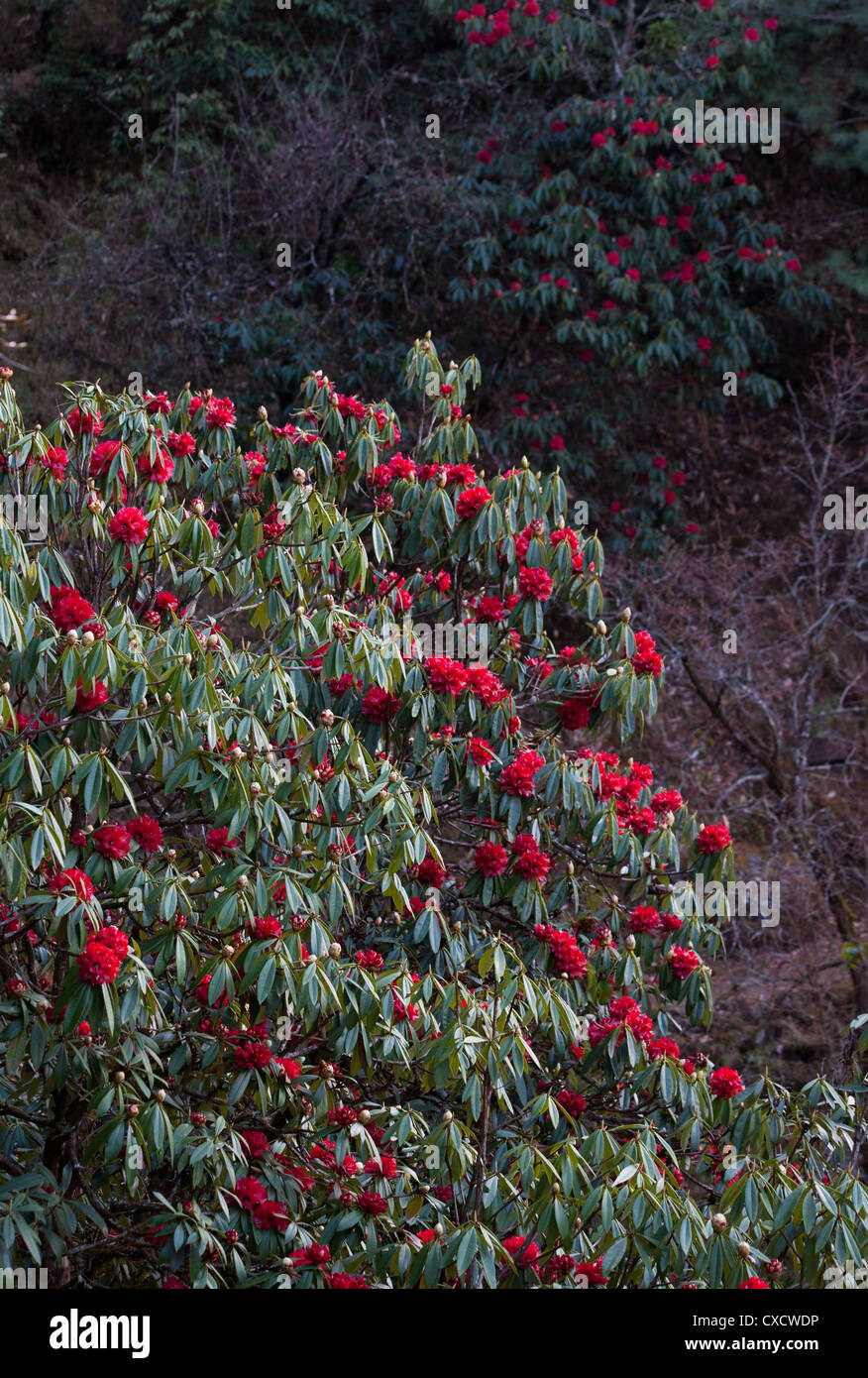 Red Rhododendrons, Rhododendron arboreum, Nepal Stock Photo - Alamy