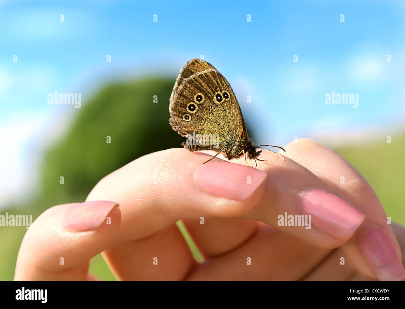 Monarch butterfly flight pattern hi-res stock photography and images ...