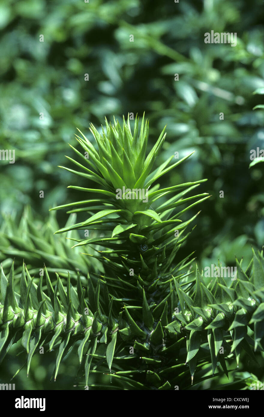 Monkey-puzzle (Chile Pine) Araucaria araucana (Araucariaceae Stock ...