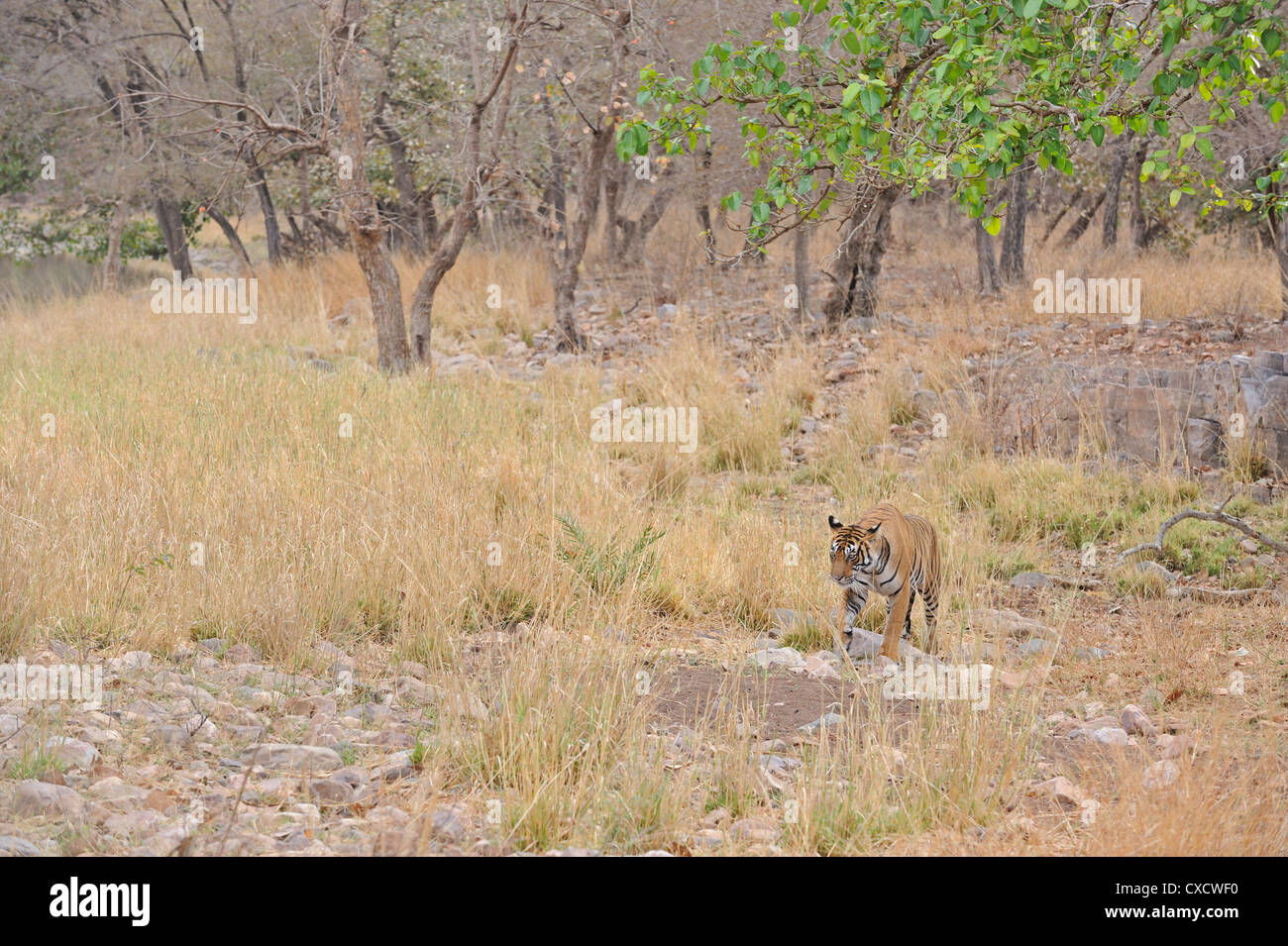 Tiger in the dry shrub forest habitat of Ranthambore national park ...