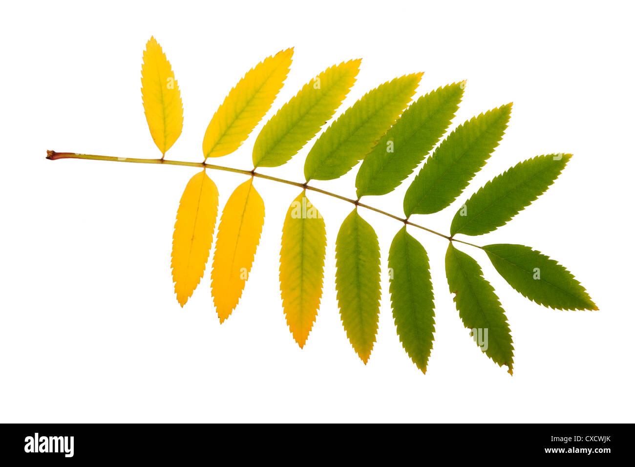 Backgrounds autumn leaves background Cut Out Stock Images & Pictures ...