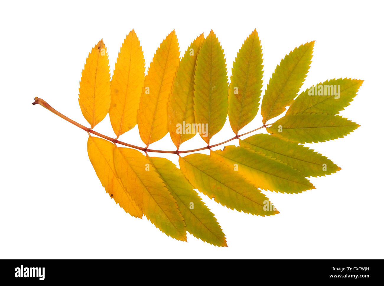 autumn leaf isolated on white background Stock Photo - Alamy