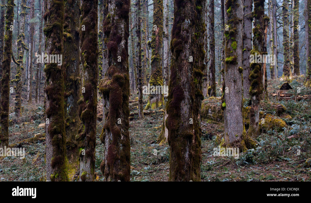 Lichen on bark pine trees hi-res stock photography and images - Alamy