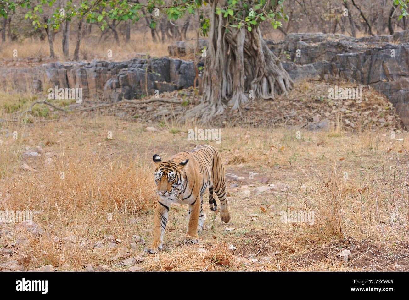 Tiger in the dry shrub forest habitat of Ranthambore national park ...