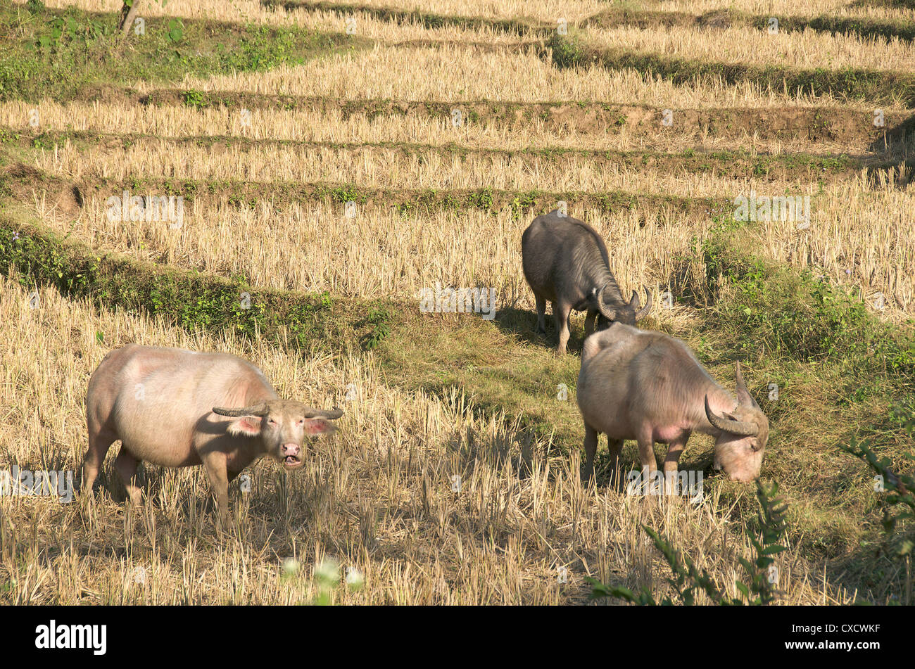 cattle gazing Luang Prabang Laos Stock Photo - Alamy