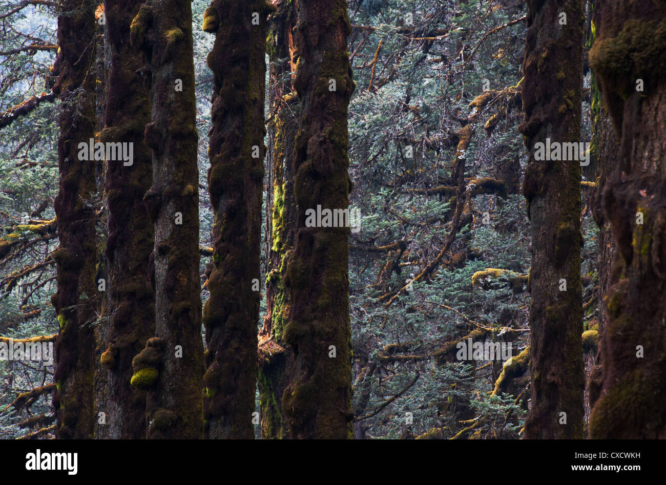 Lichen and moss growing on the bark of pine trees in a pine forest ...
