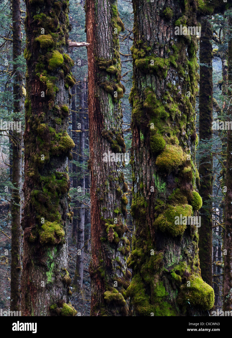 Moss On Pine Trees