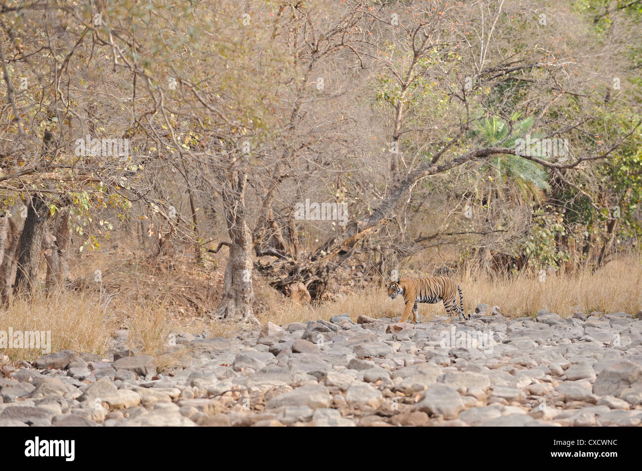 Tiger in the dry shrub forest habitat of Ranthambore national park ...