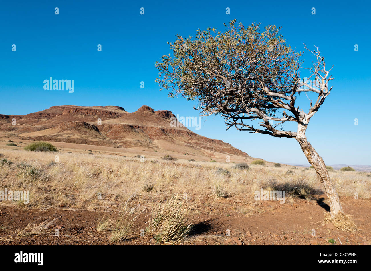 Huab River Valley, Torra Conservancy, Damaraland, Namibia, Africa Stock ...