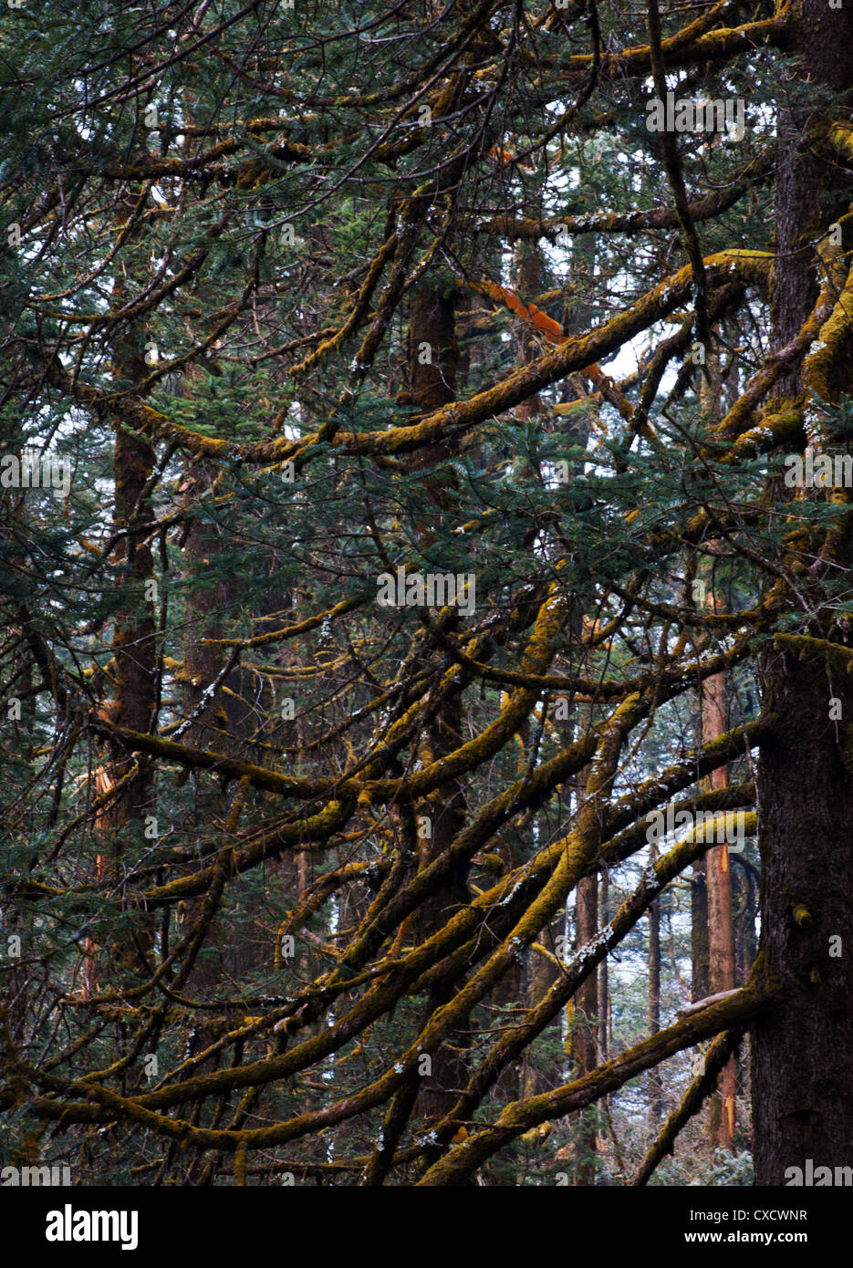 Lichen growing on the bark of a pine tree in a pine forest, Nepal Stock ...