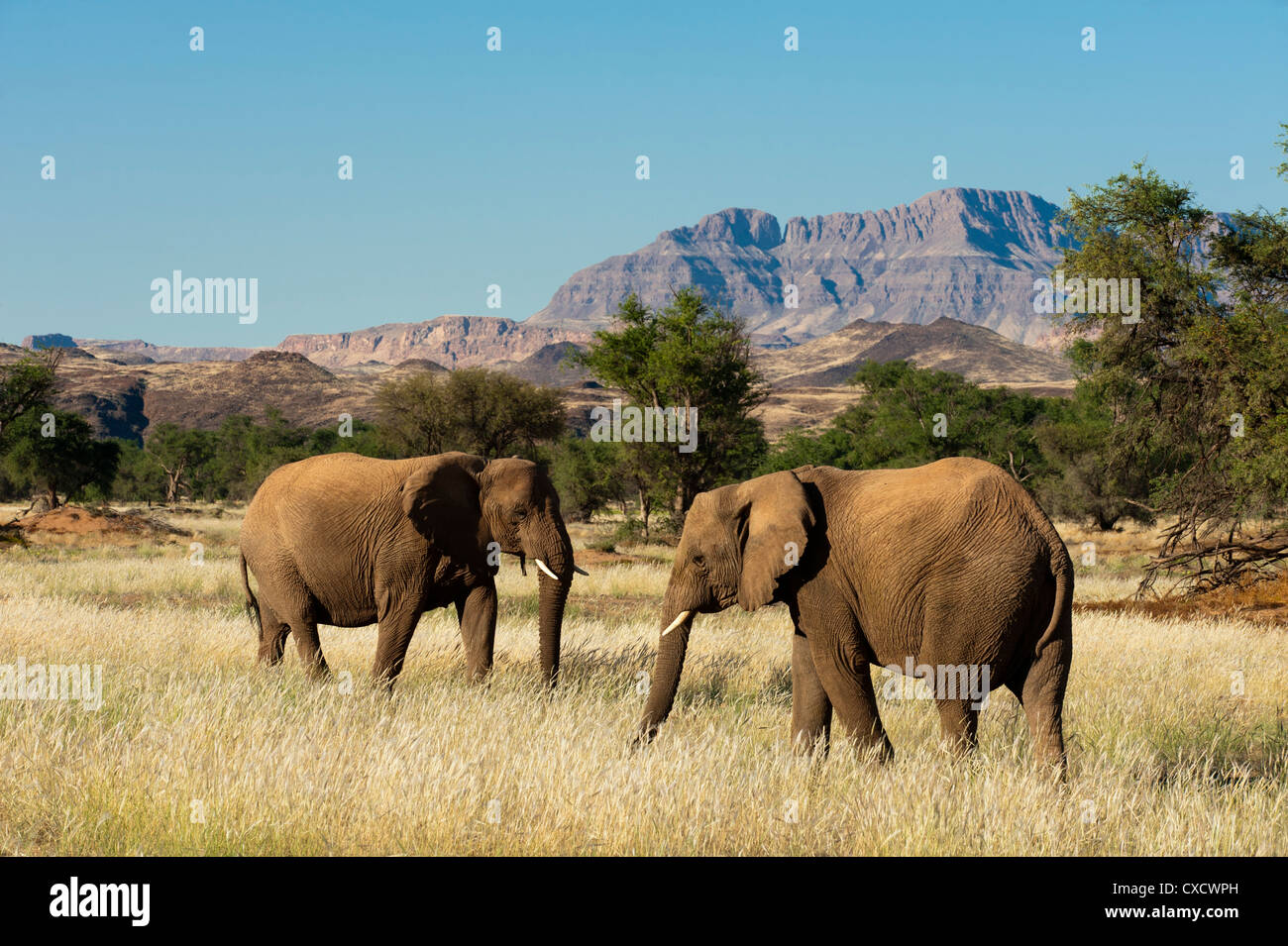 Desert elephants (Loxodonta africana), Huab River Valley, Torra ...