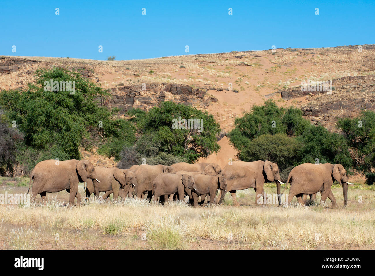 Desert elephants (Loxodonta africana), Huab River Valley, Torra ...