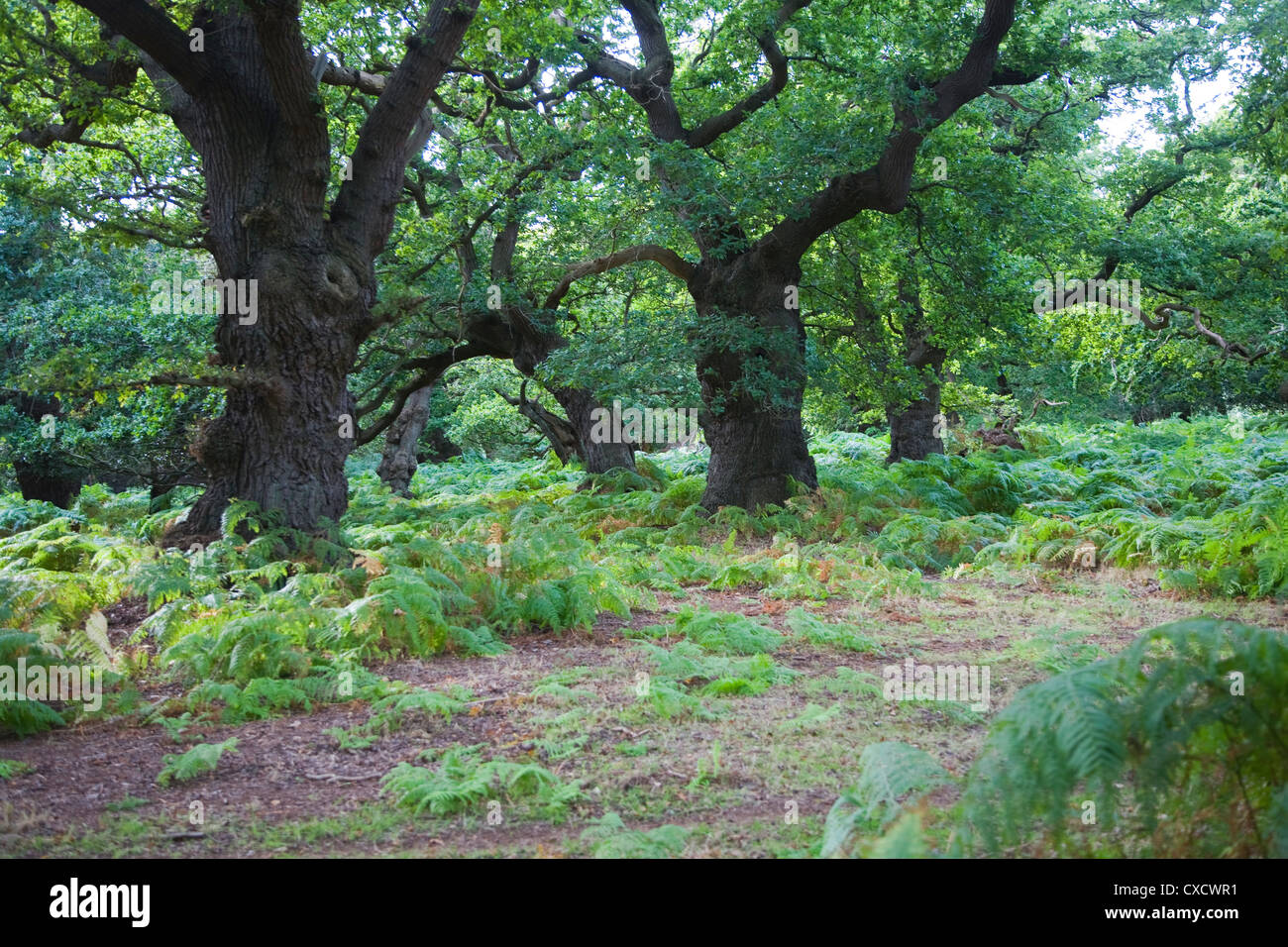 Staverton thicks suffolk hi-res stock photography and images - Alamy