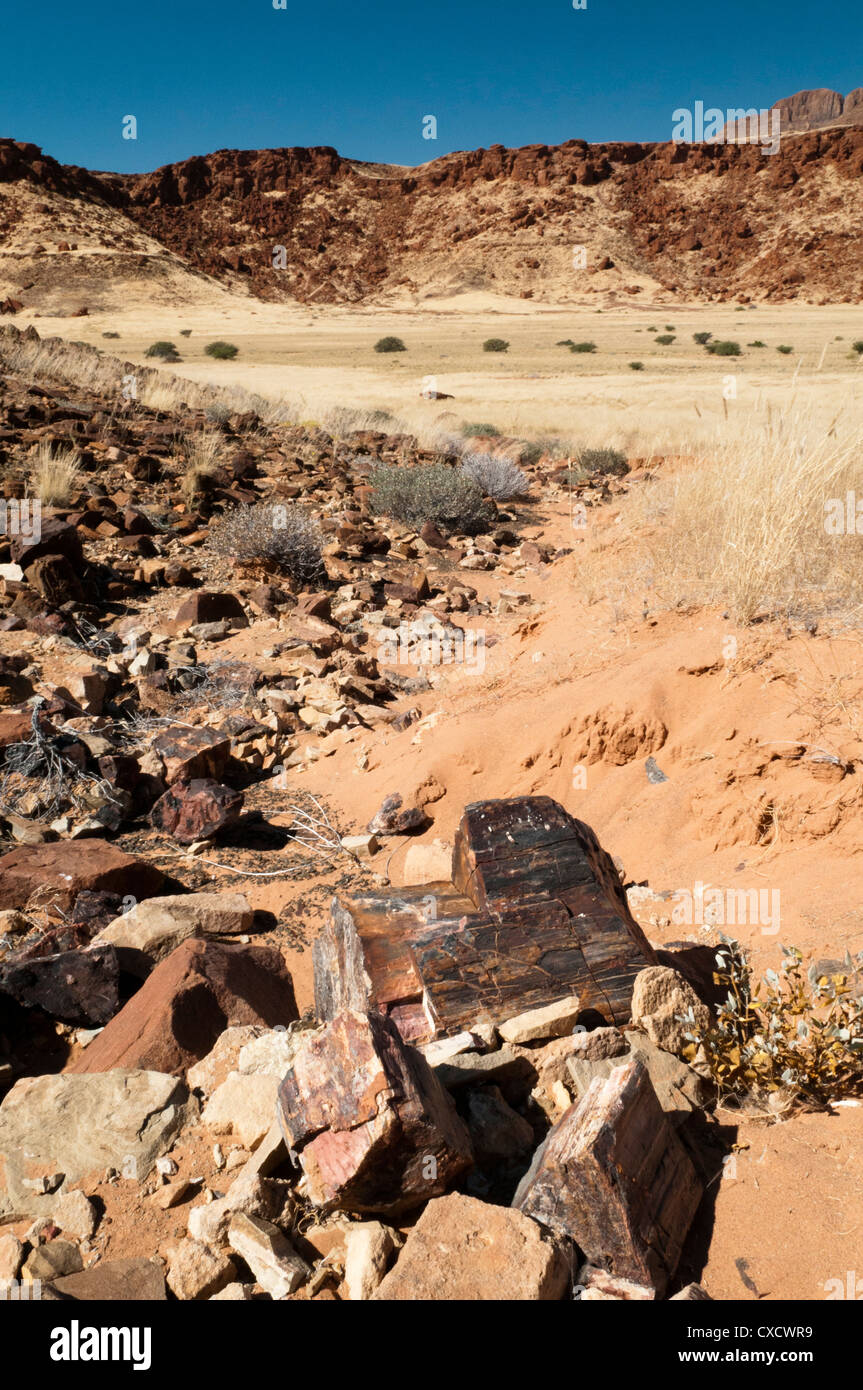 Petrified tree, Huab River Valley, Torra Conservancy, Damaraland ...