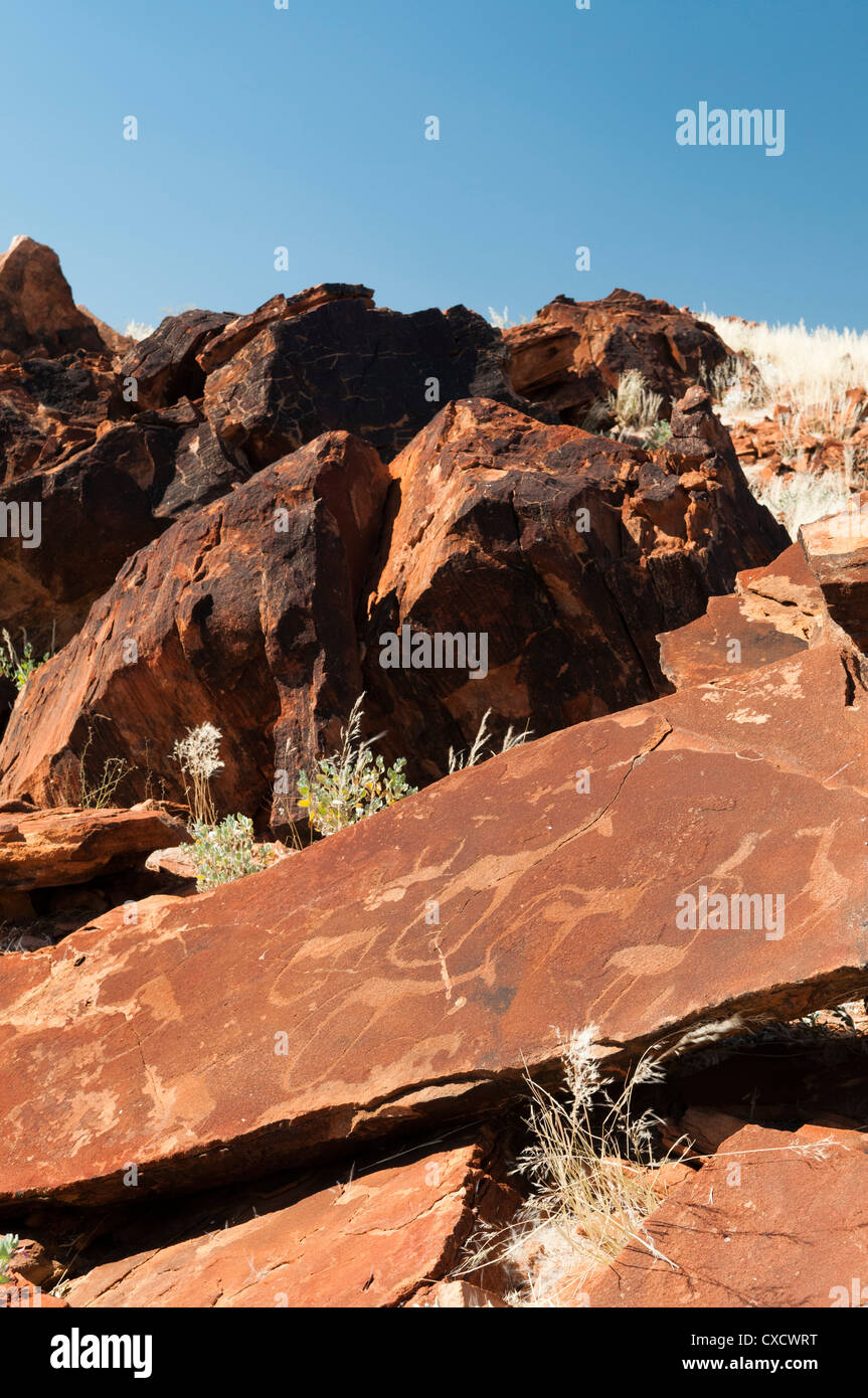Rock engravings, Huab River Valley, Torra Conservancy, Damaraland ...
