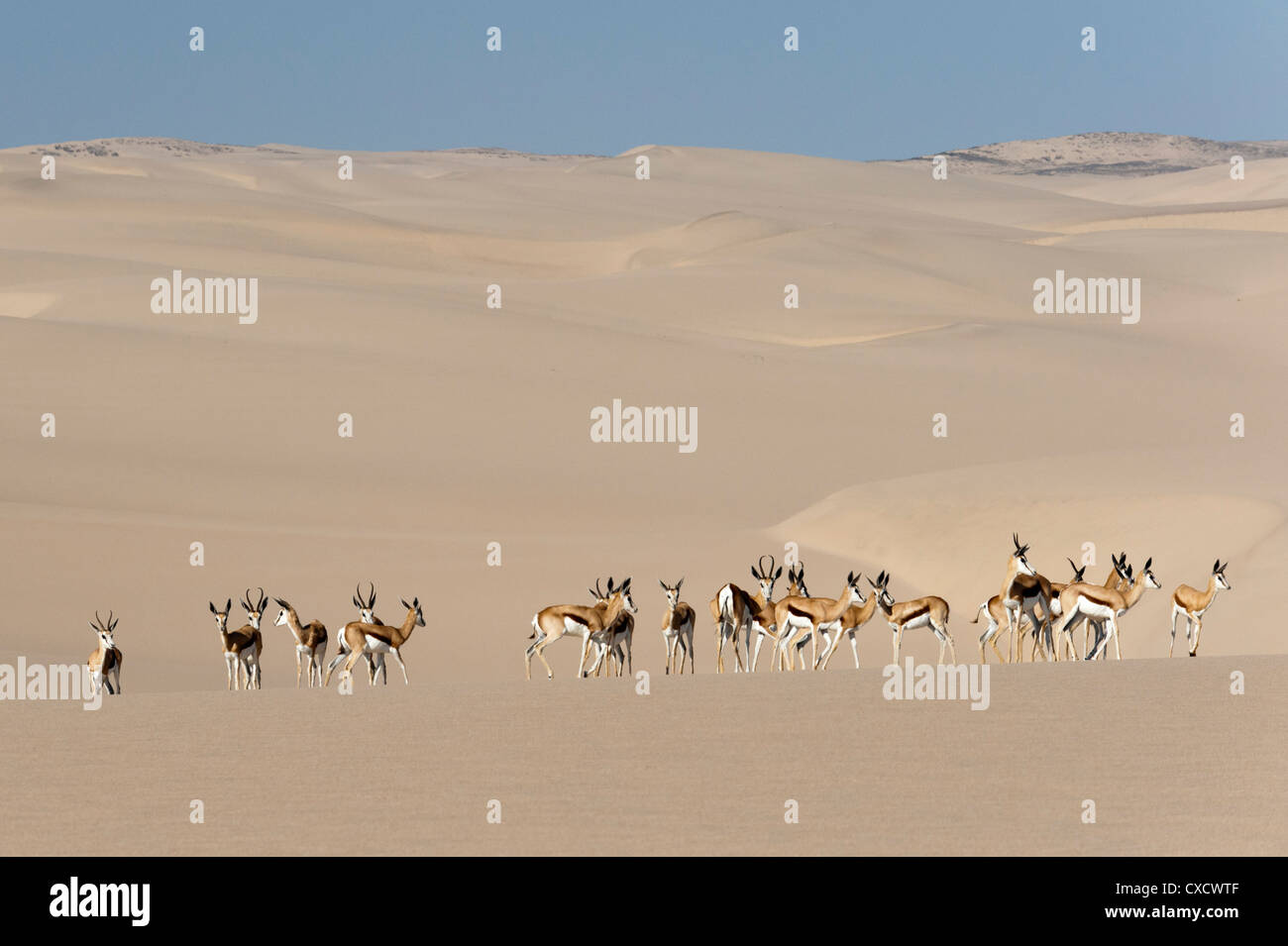 Springbok (Antidorcas marsupialis) on sand dune, Skeleton Coast ...