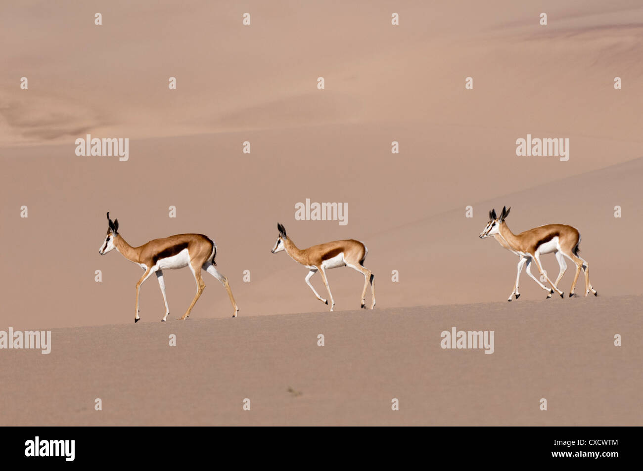 Skeleton coast namibia dune hi-res stock photography and images - Alamy