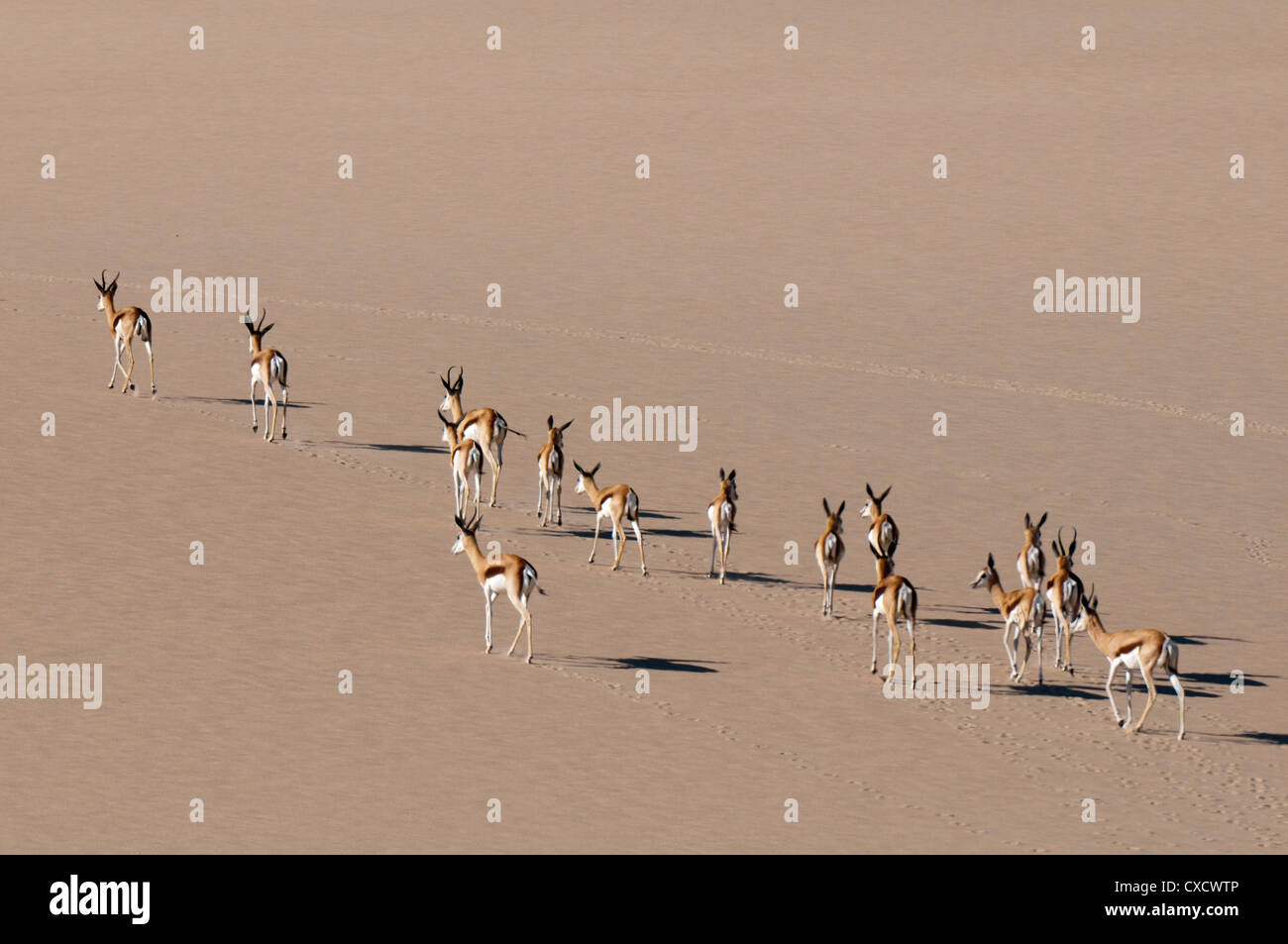 Springbok (Antidorcas marsupialis) on sand dune, Skeleton Coast ...