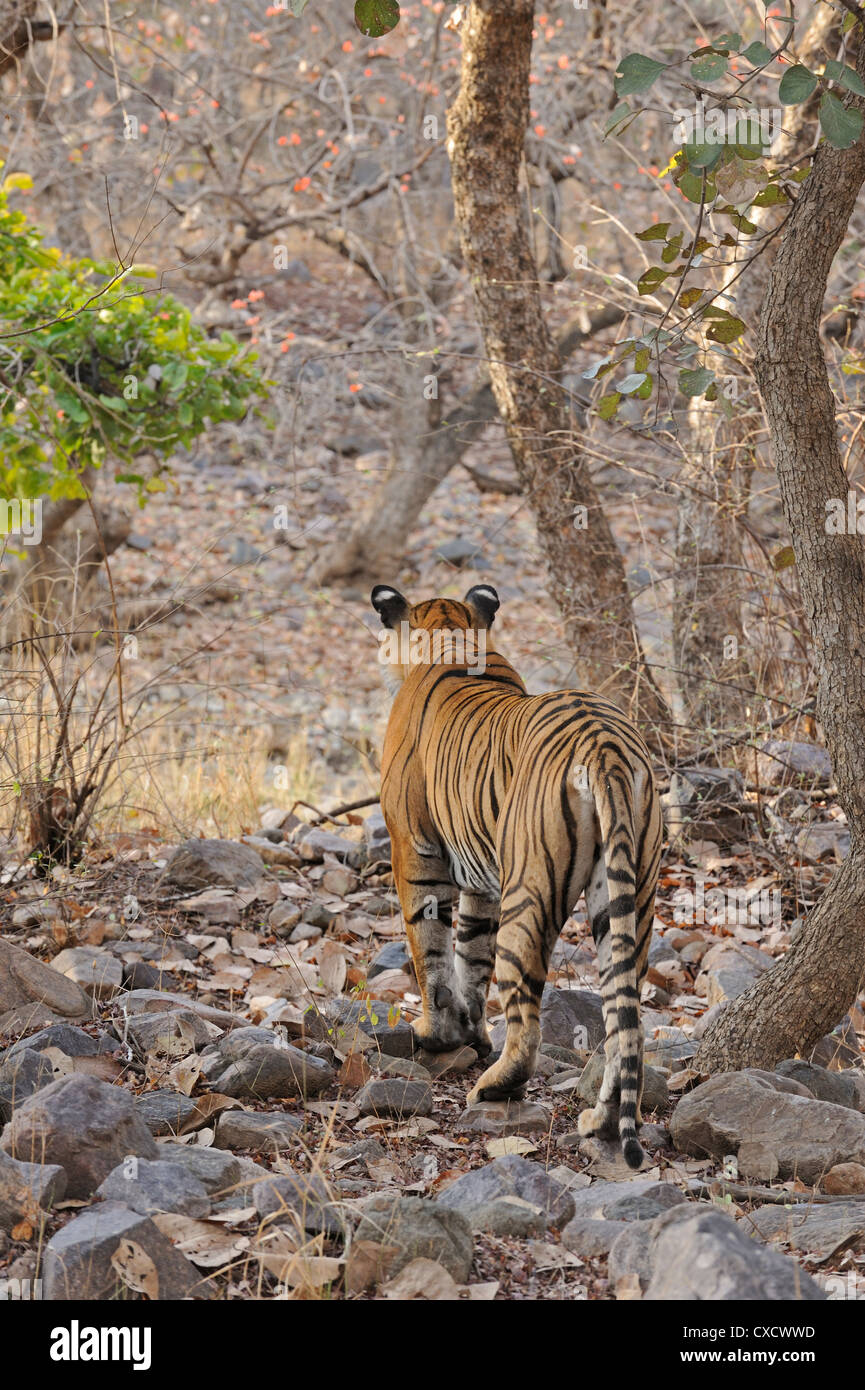 Tiger in the dry shrub forest habitat of Ranthambore national park ...