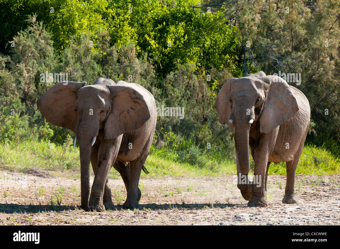 Desert elephants (Loxodonta africana), Skeleton Coast National Park ...