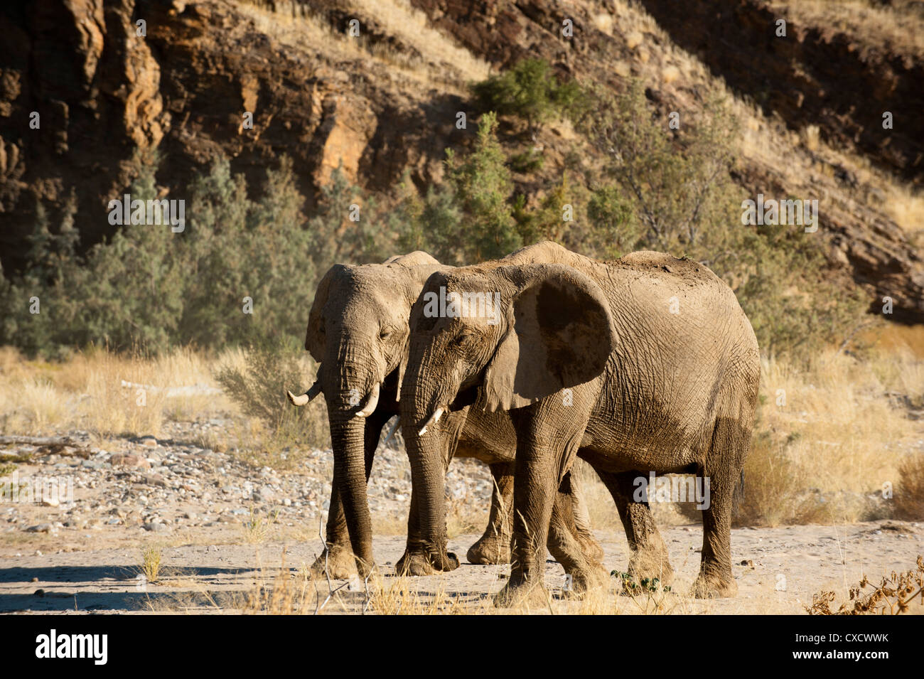 Desert elephants (Loxodonta africana), Skeleton Coast National Park ...
