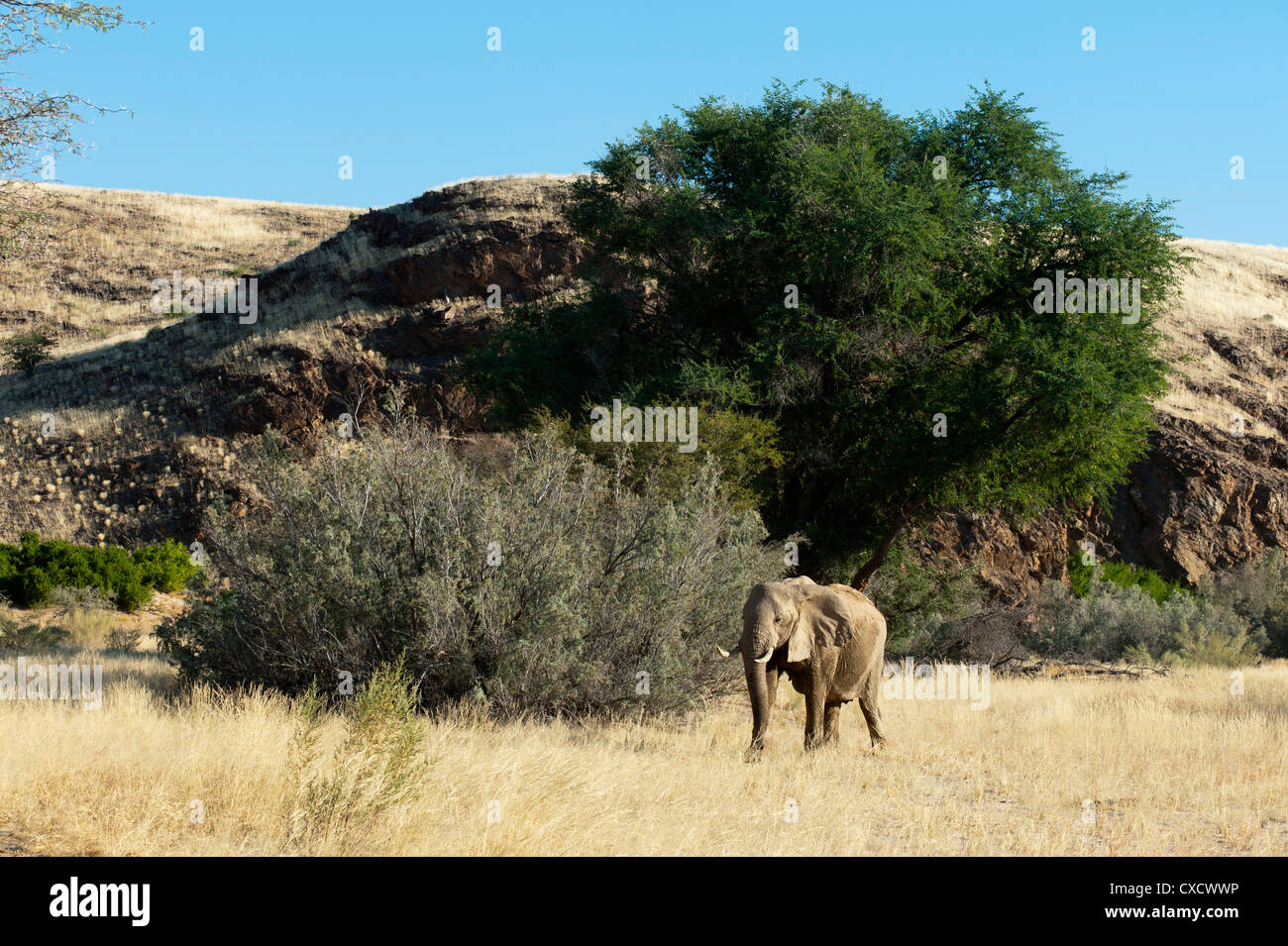Desert elephant (Loxodonta africana), Skeleton Coast National Park ...
