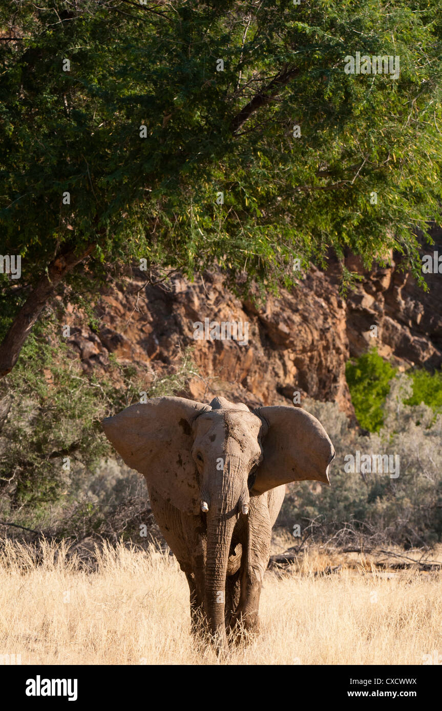 Desert elephant (Loxodonta africana), Skeleton Coast National Park ...