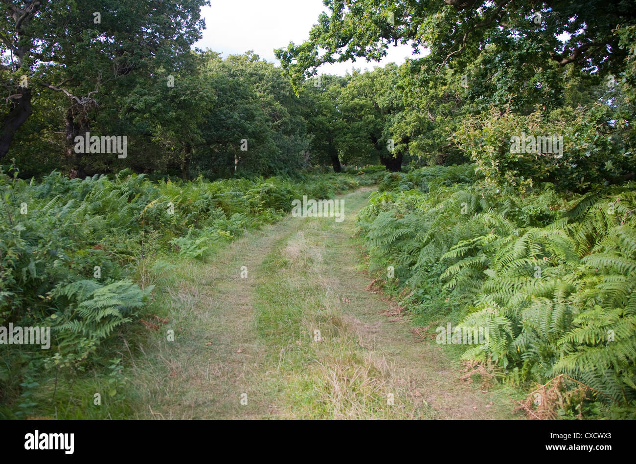 Ancient broad leaf oak woodland The Thicks Staverton forest, Suffolk ...