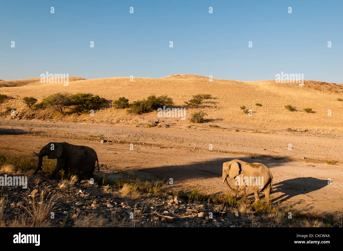 Desert elephant (Loxodonta africana), Skeleton Coast National Park ...