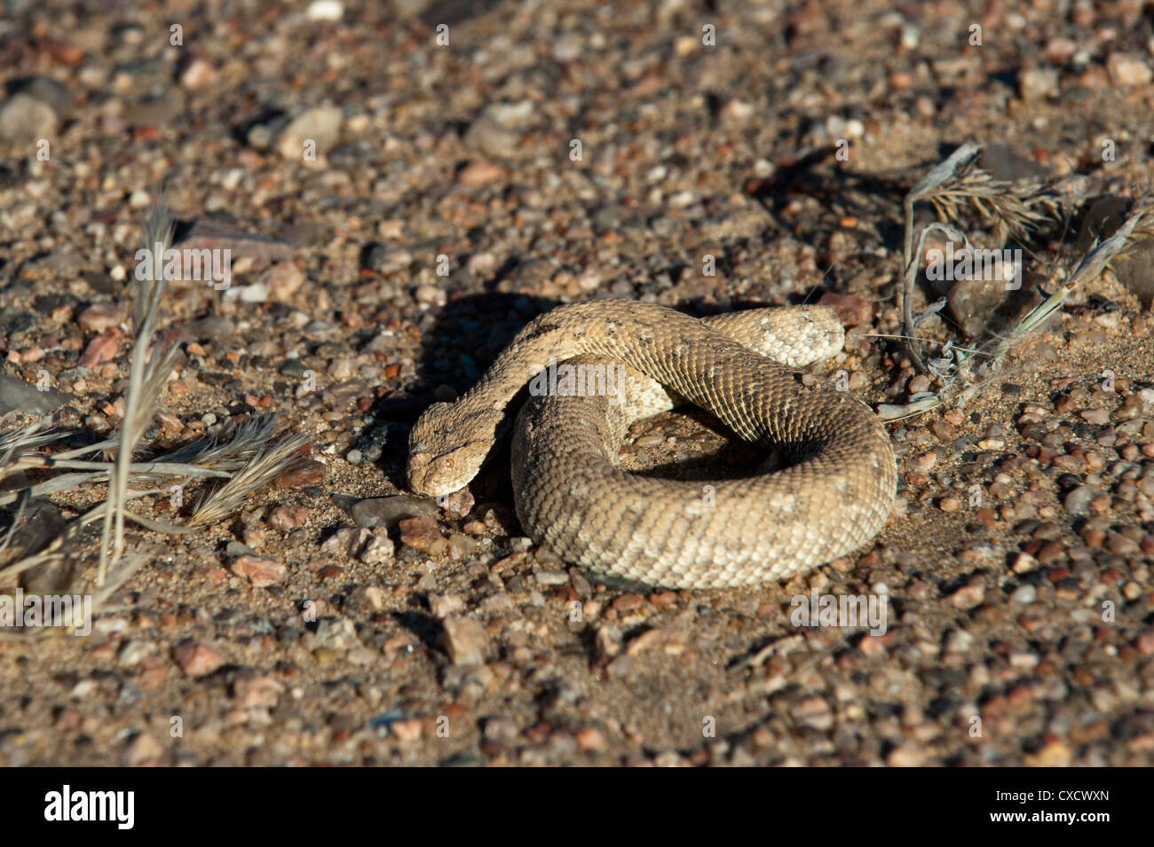 Sidewinder snake (Peringuey's adder) (Bitis peringueyi), Skeleton Coast ...