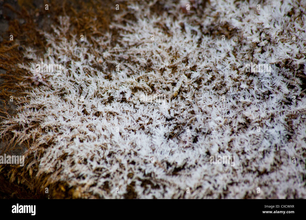 Detail of frozen moss on a rock, Nepal Stock Photo - Alamy