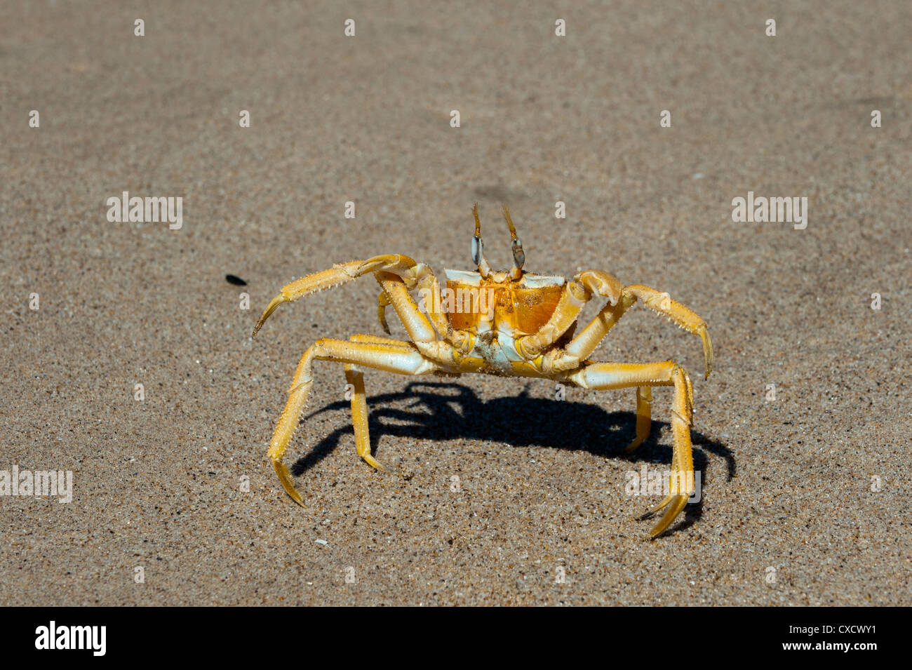 Ghost crab (Ocypode cursor), Skeleton Coast National Park, Namibia ...