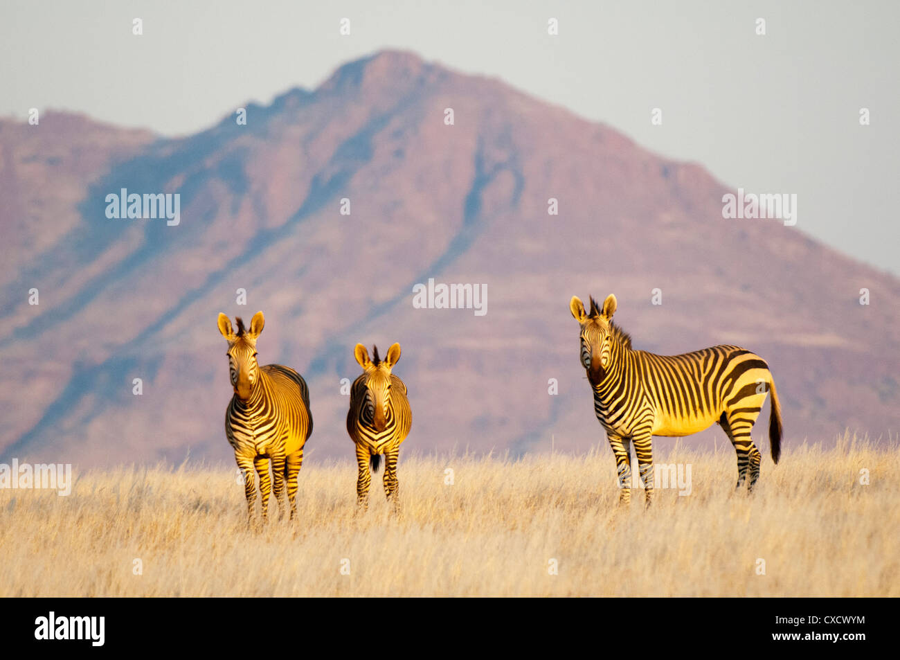 Hartmann's mountain zebra (Equus zebra hartmannae), Palmwag Concession ...