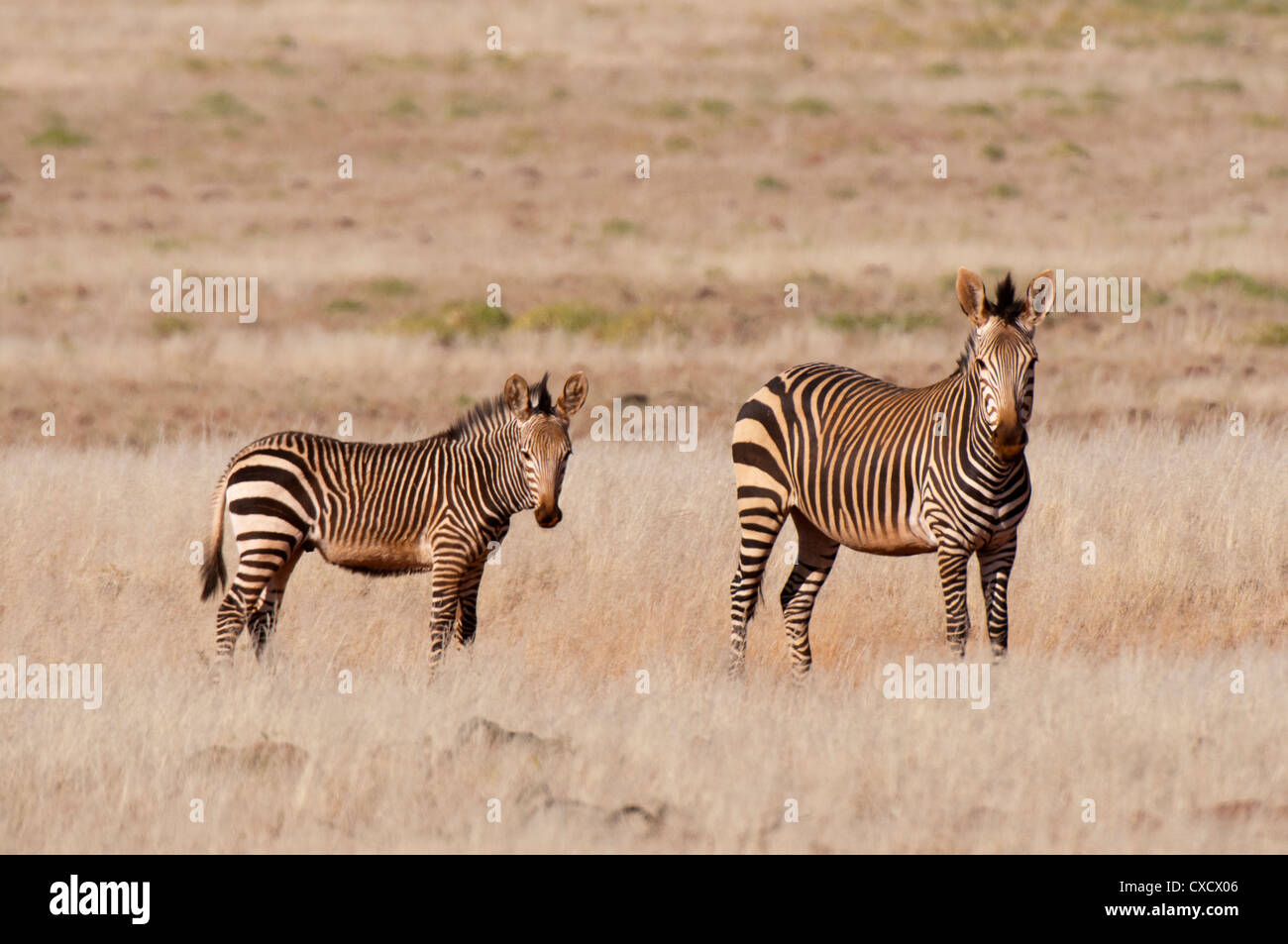 Hartmann's mountain zebra (Equus zebra hartmannae), Palmwag Concession ...