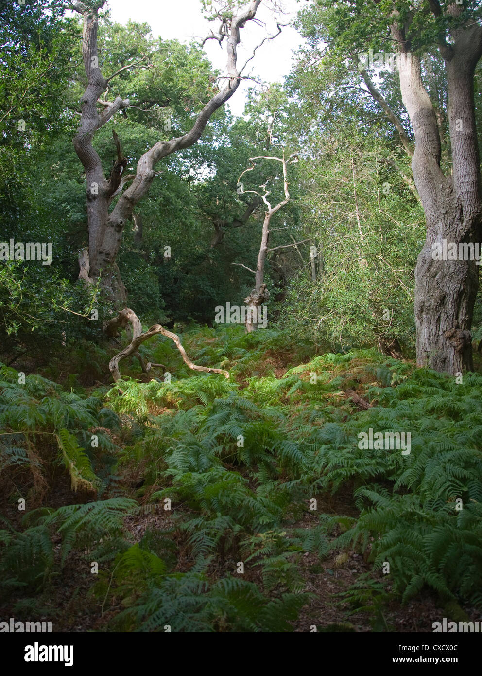 The thicks staverton suffolk hi-res stock photography and images - Alamy