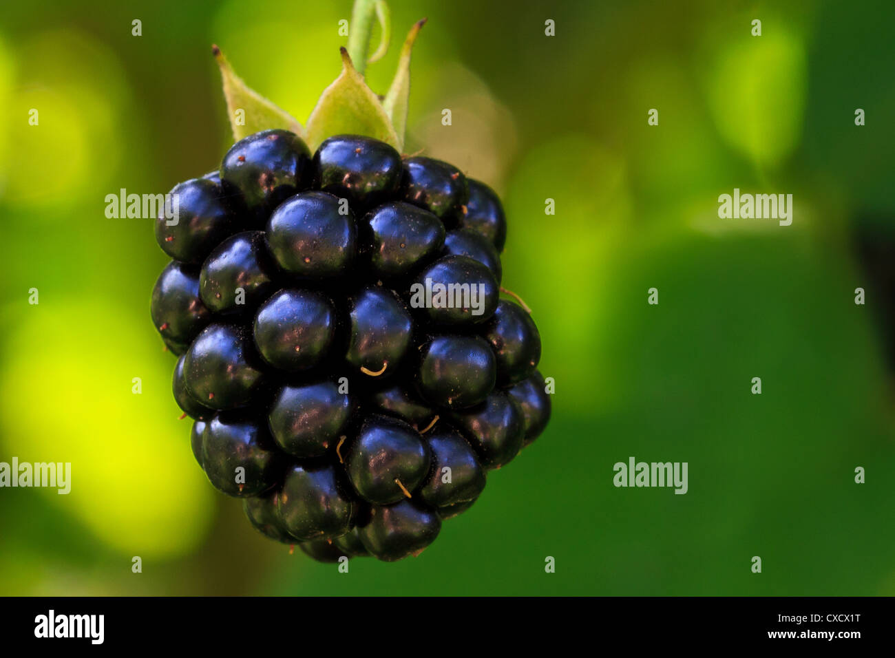 Blackberry bush garden hi-res stock photography and images - Alamy
