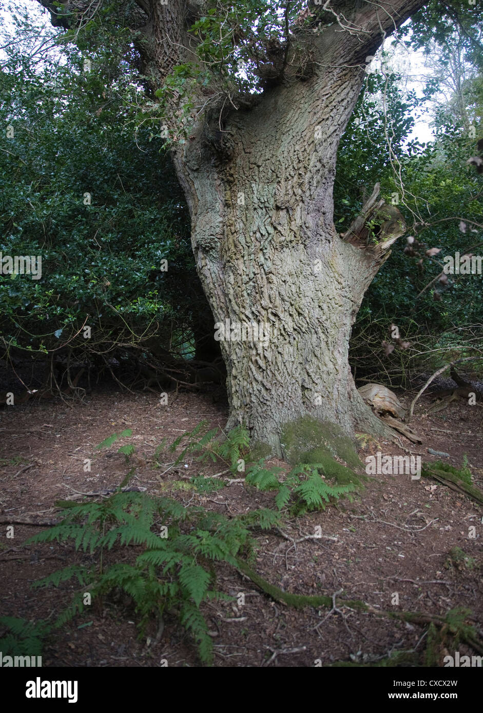 Ancient broad leaf oak woodland The Thicks Staverton forest, Suffolk ...
