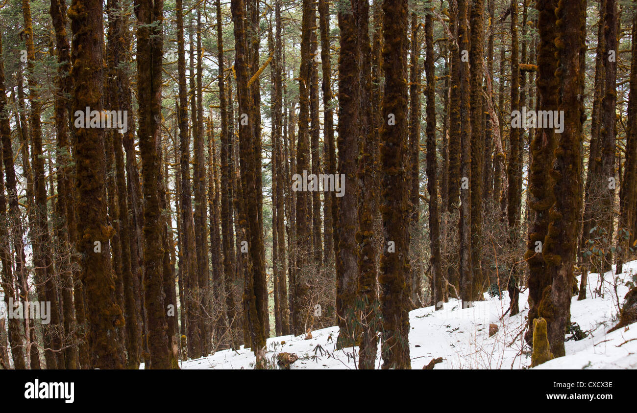 Lichen and moss growing on the bark of pine trees in a pine forest ...