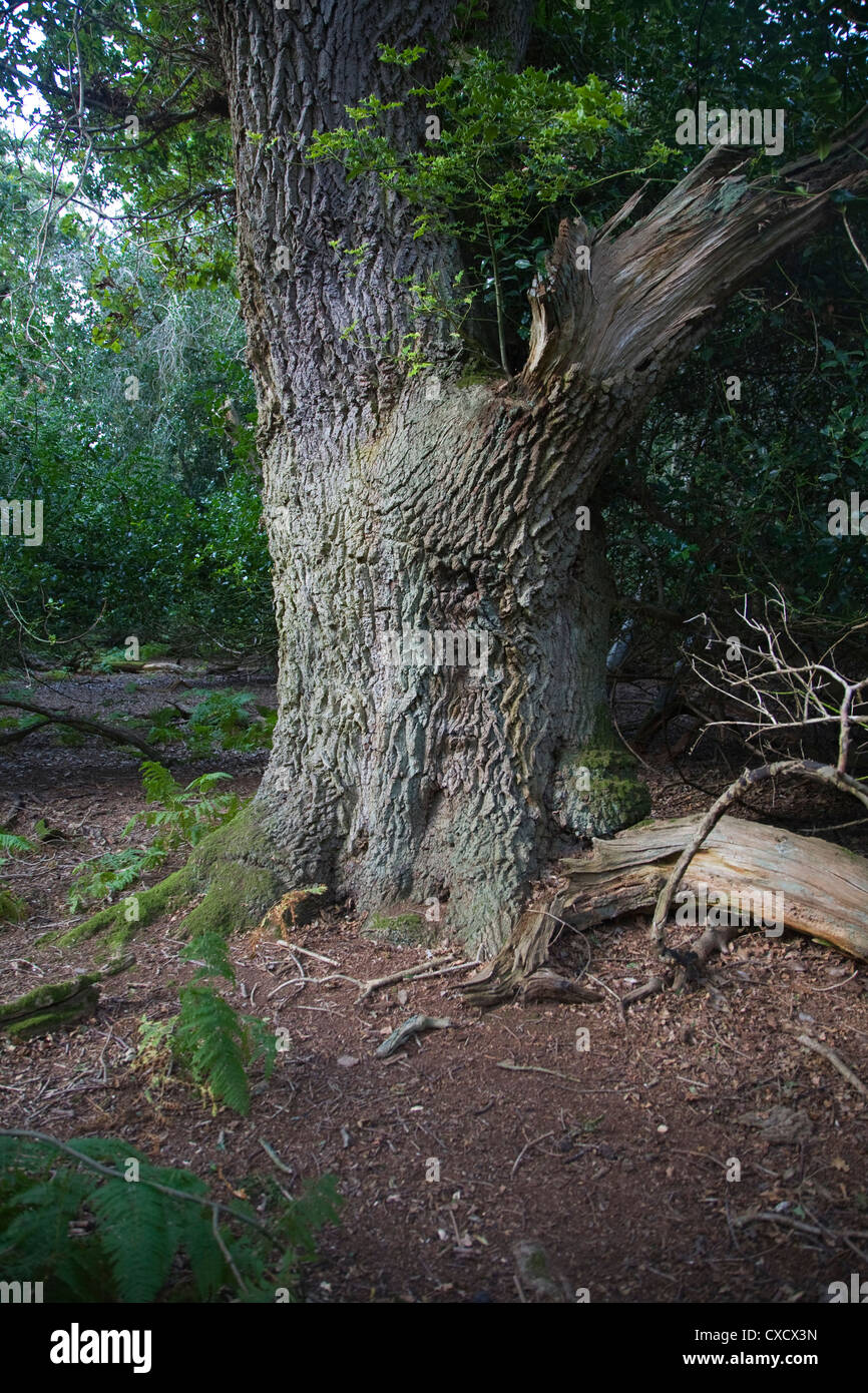Ancient broad leaf oak woodland The Thicks Staverton forest, Suffolk ...