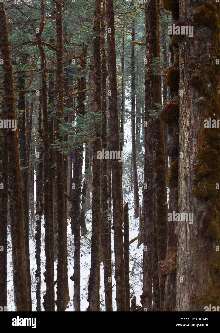 Nepal trees himalaya hi-res stock photography and images - Alamy