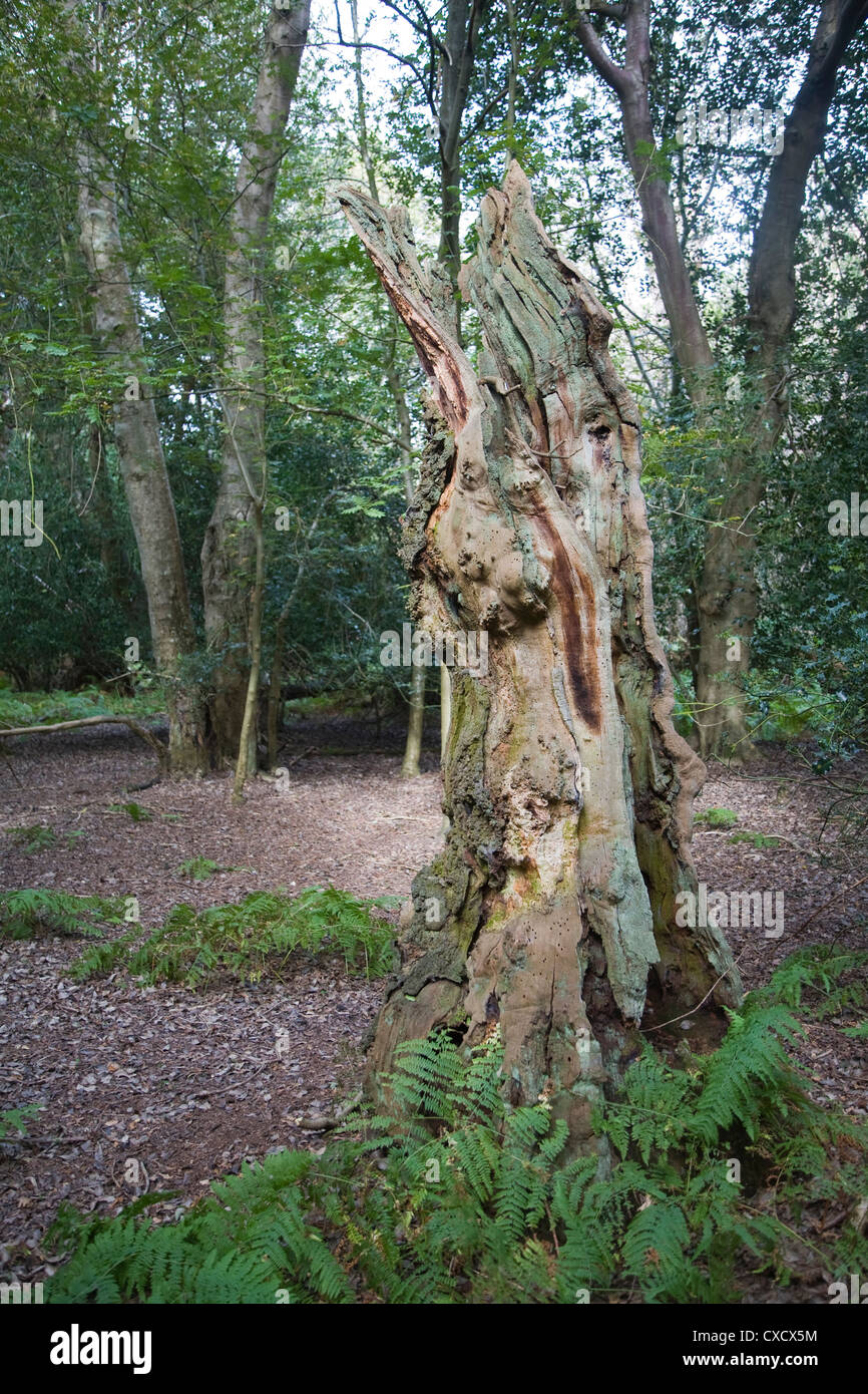 Staverton thicks suffolk hi-res stock photography and images - Alamy