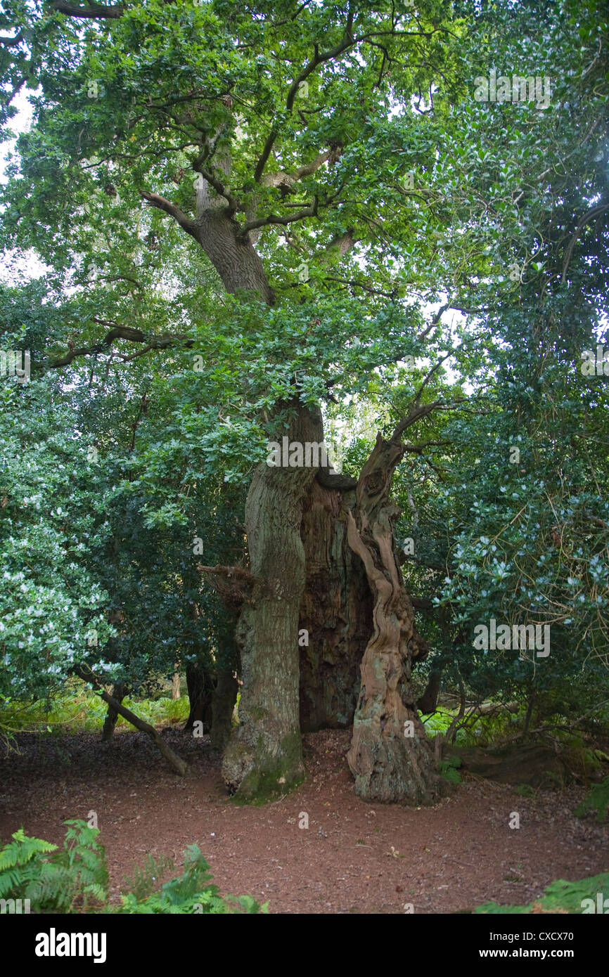 Ancient broad leaf oak woodland The Thicks Staverton forest, Suffolk ...