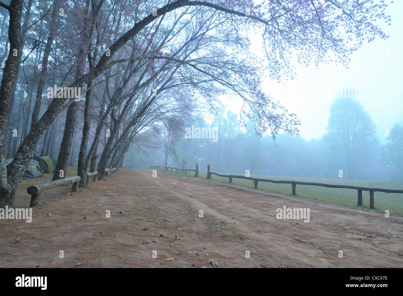 The nature of light and mist Stock Photo - Alamy