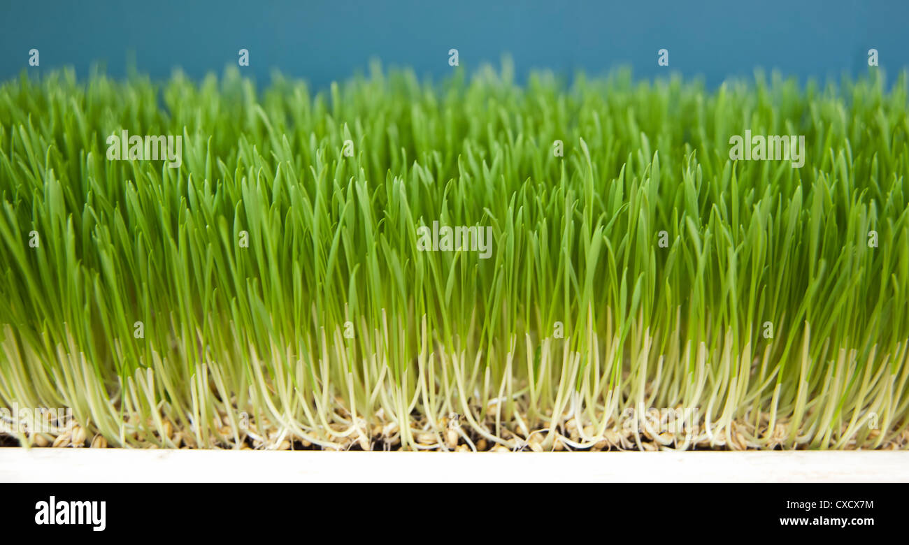 Wheat germ hi-res stock photography and images - Alamy