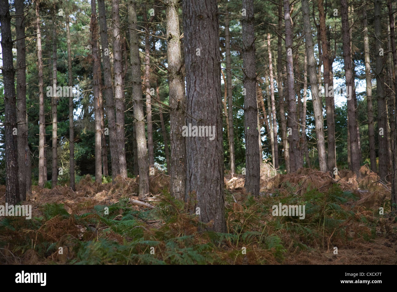 Coniferous trees Rendlesham forest Suffolk England Stock Photo - Alamy